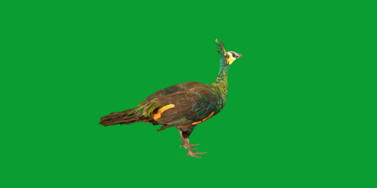 Female Javan Green Peafowl Bird - 3D Model by Nyilonelycompany