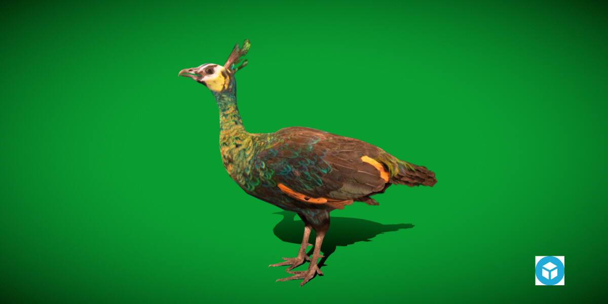 Female Javan Green Peafowl Bird - 3D Model by Nyilonelycompany