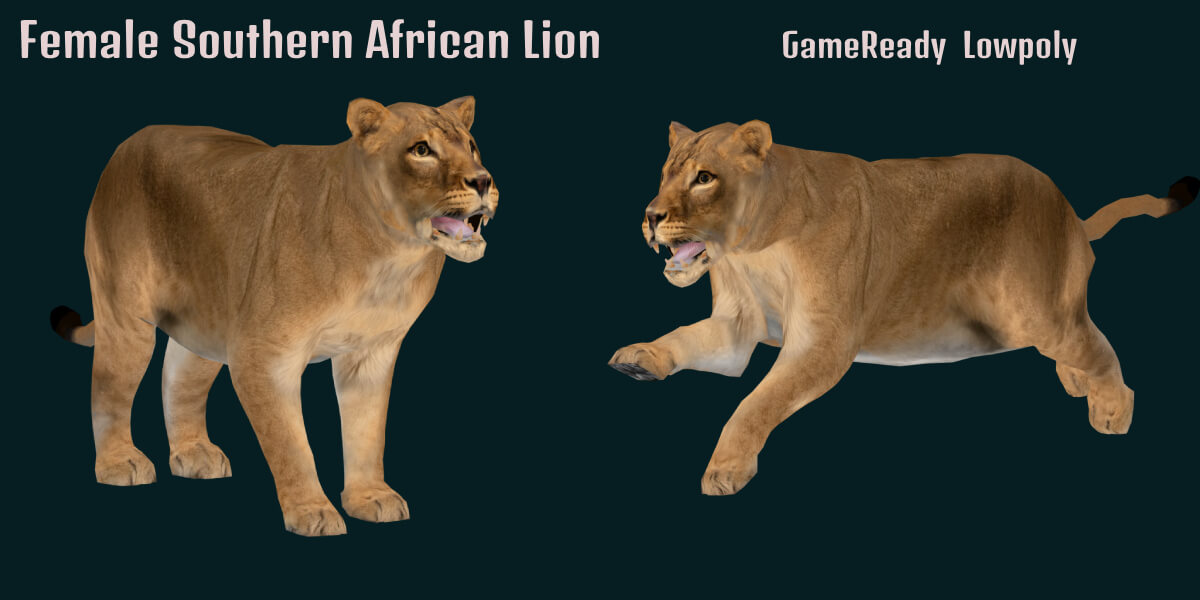 Female Southern African Lion - 3D Model by Nyilonelycompany