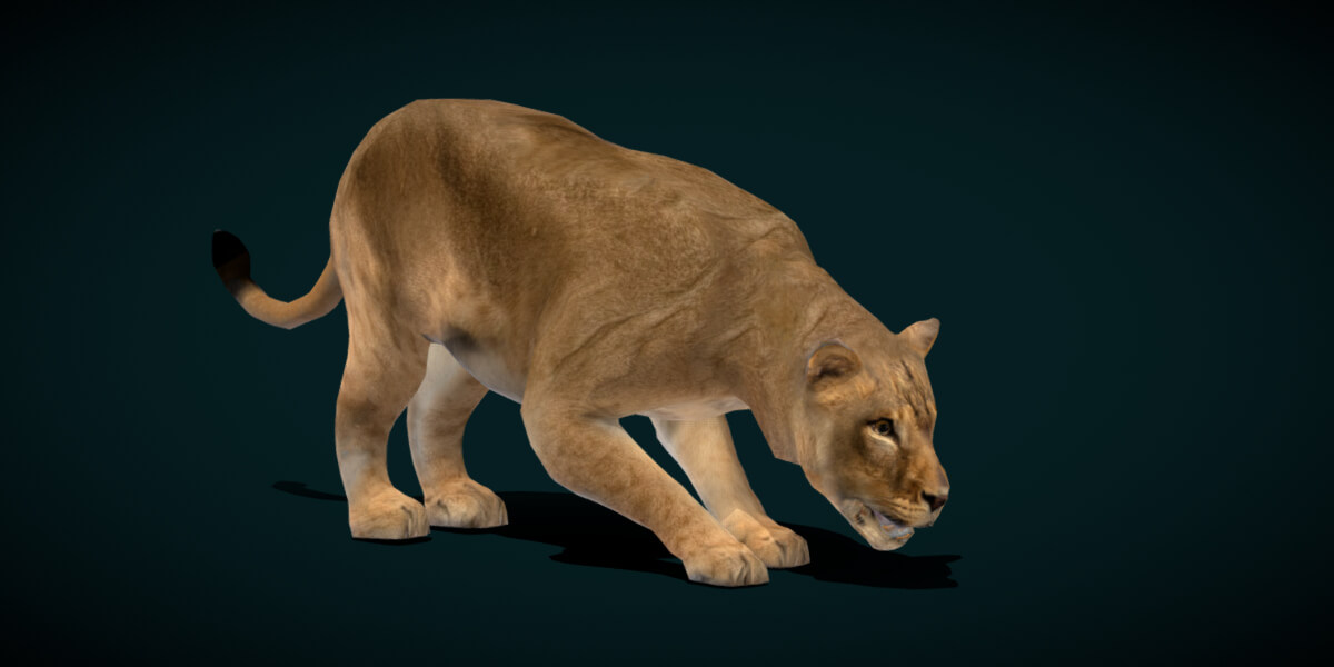 Female Southern African Lion - 3D Model by Nyilonelycompany
