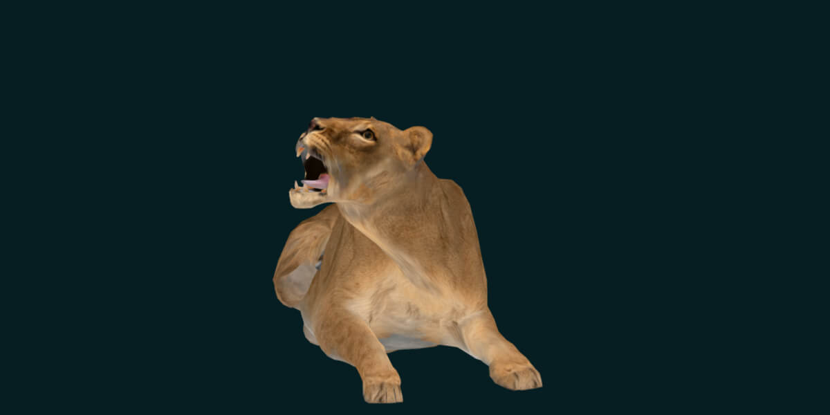 Female Southern African Lion - 3D Model by Nyilonelycompany