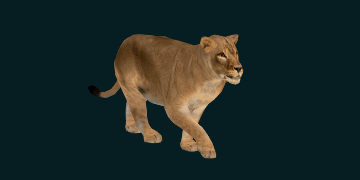 Female Southern African Lion - 3D Model by Nyilonelycompany