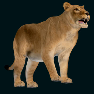 Female Southern African Lion - 3D Model by Nyilonelycompany