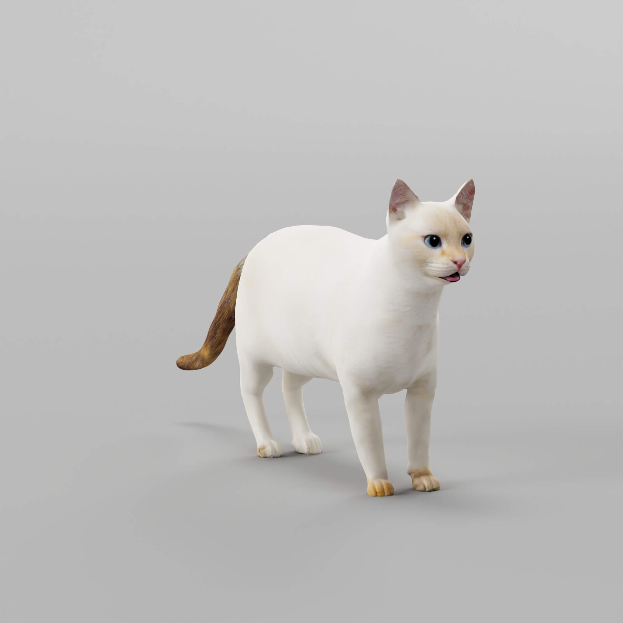 Flame Point Siamese Cat - 3D Model by Nyilonelycompany