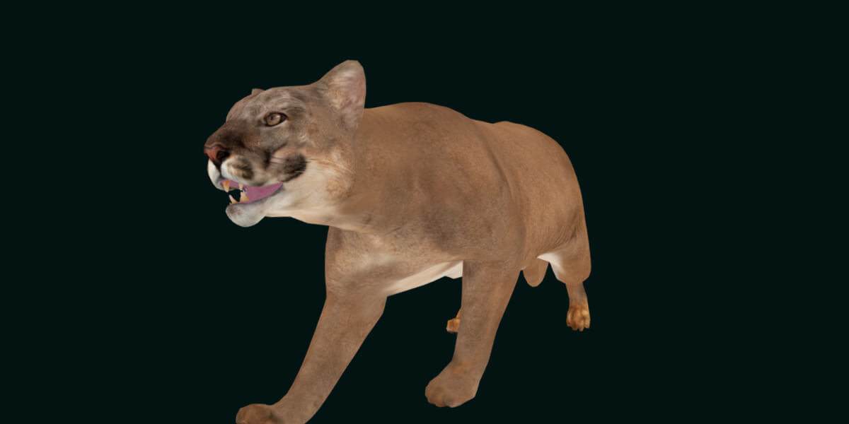 Florida Panther Puma - 3D Model by Nyilonelycompany