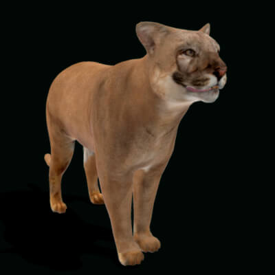 Florida Panther Puma - 3D Model by Nyilonelycompany
