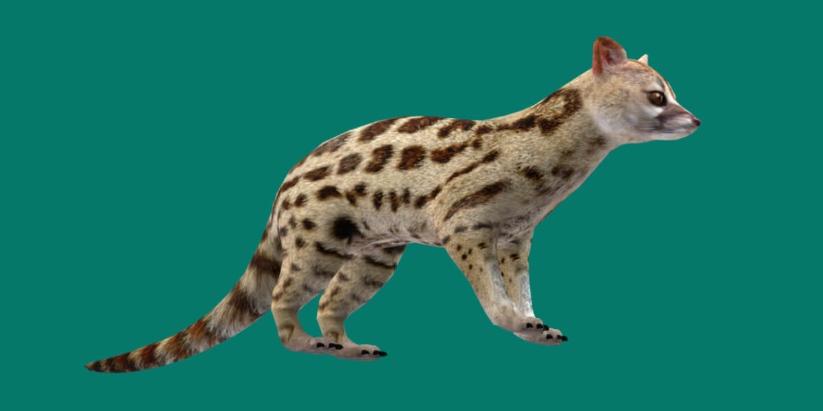 Genet Animals - 3D Model by Nyilonelycompany