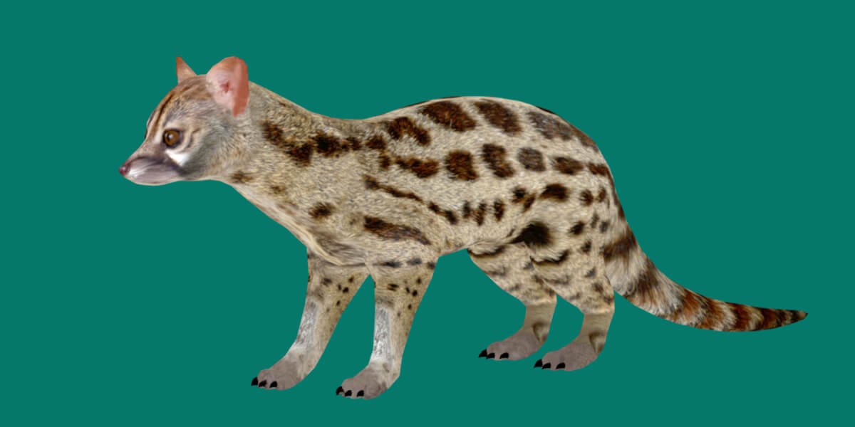 Genet Animals - 3D Model by Nyilonelycompany