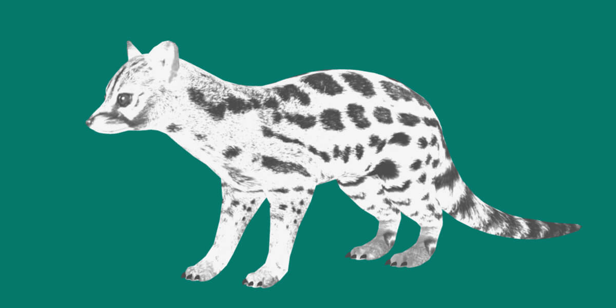 Genet Animals - 3D Model by Nyilonelycompany