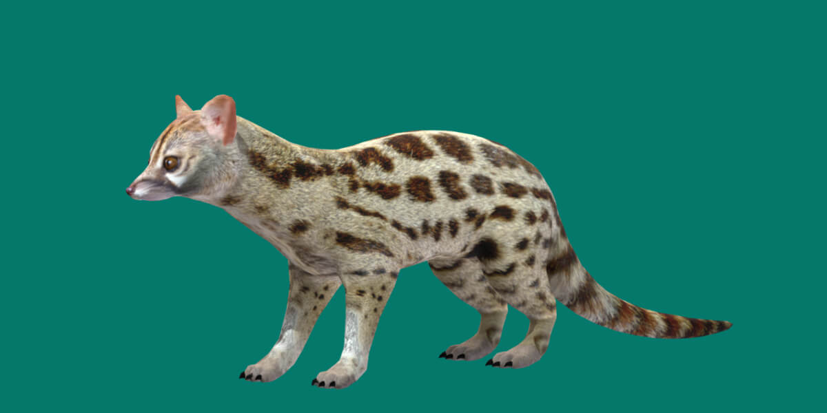 Genet Animals - 3D Model by Nyilonelycompany
