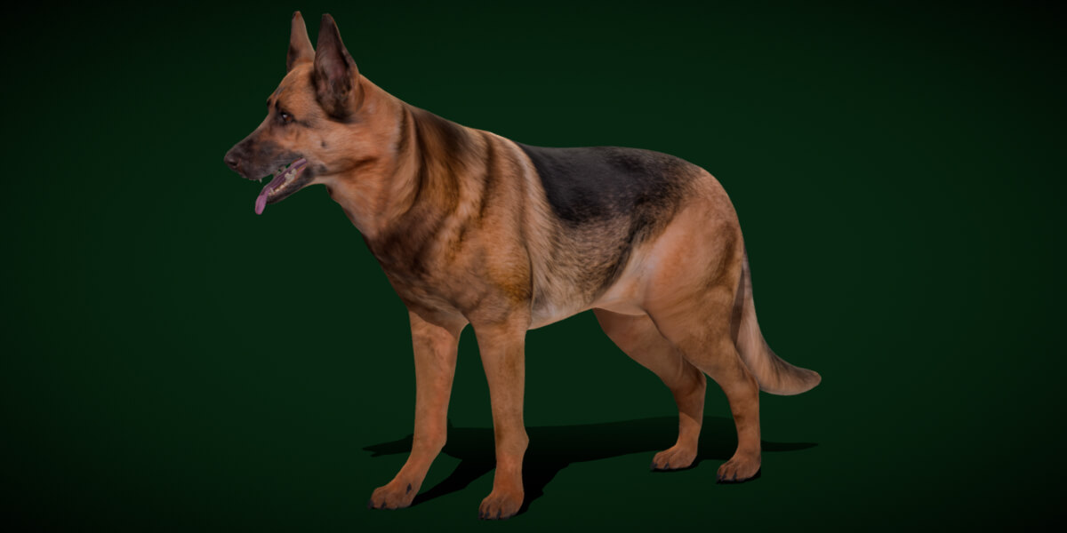 German Shepherd Dog Breed - 3D Model by Nyilonelycompany