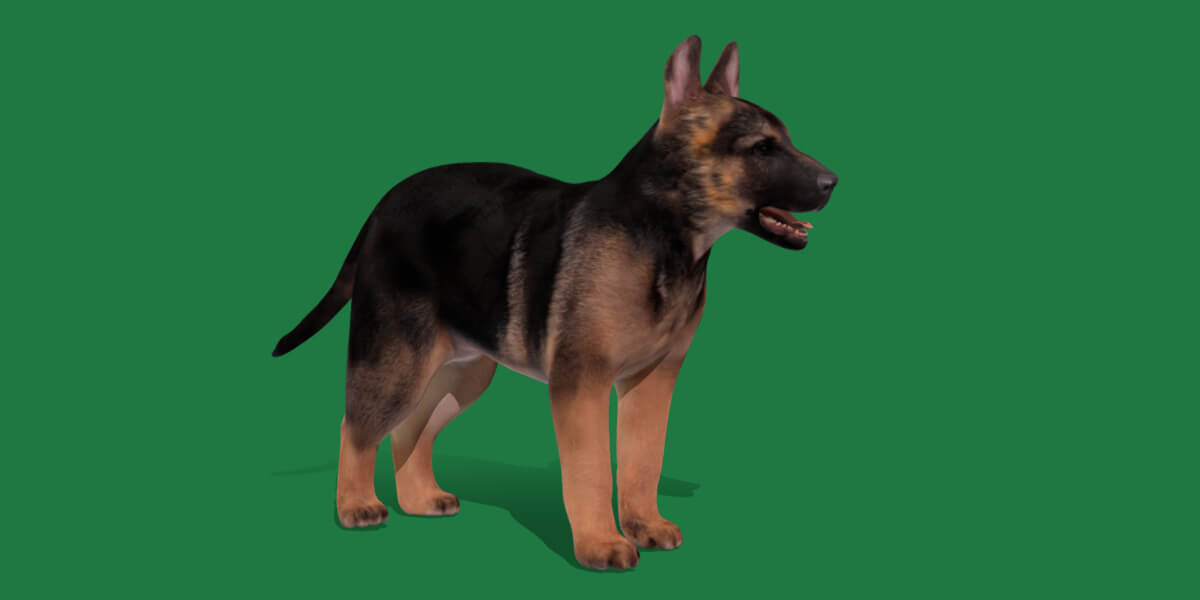 German Shepherd Puppy Dog - 3D Model by Nyilonelycompany
