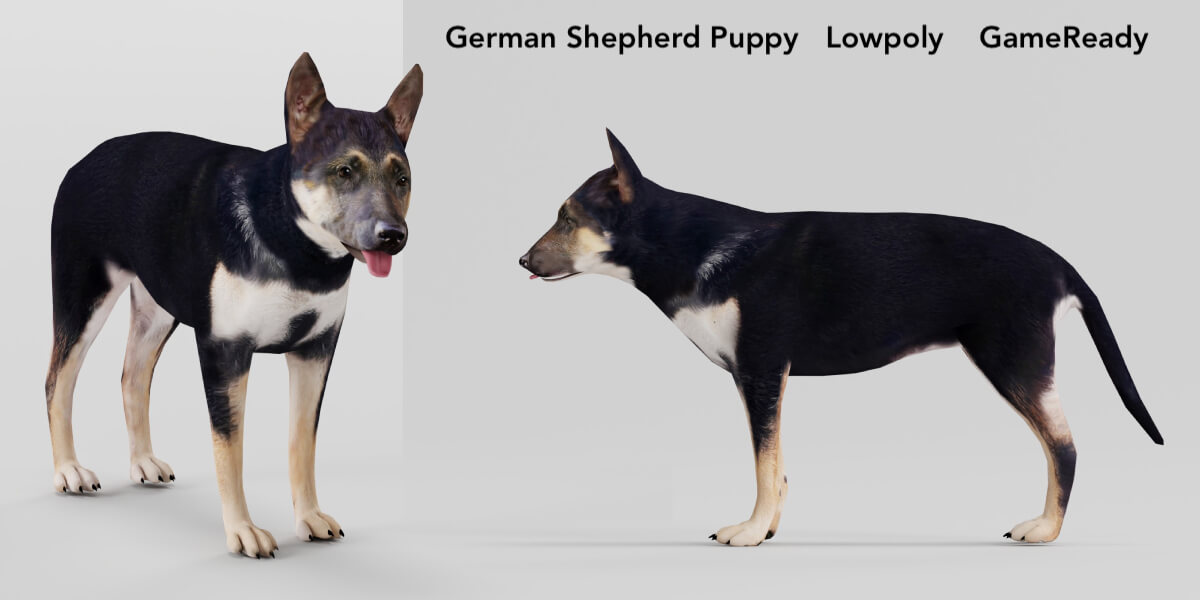 German Shepherd Puppy Dog - 3D Model by Nyilonelycompany