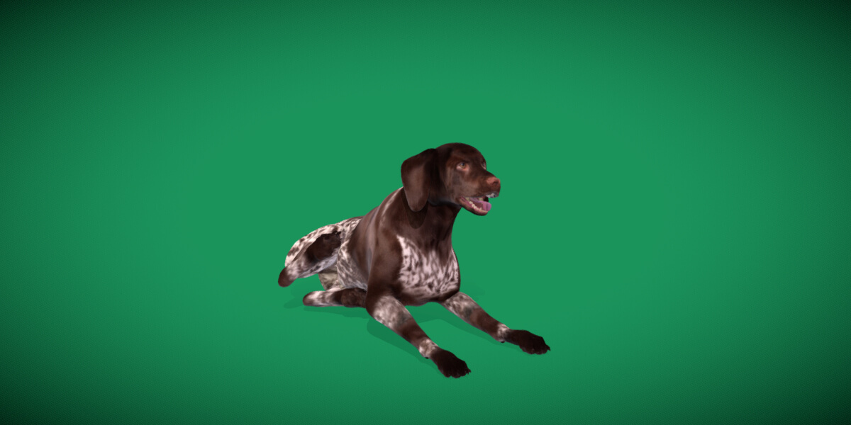 German Shorthaired Pointers Dog - 3D Model by Nyilonelycompany