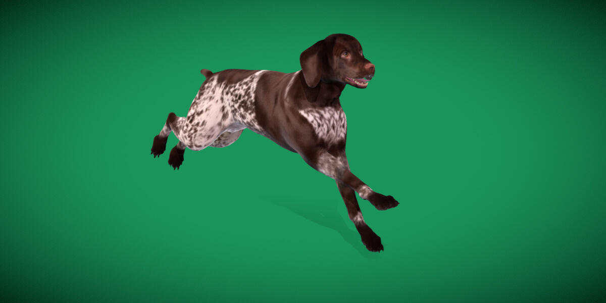 German Shorthaired Pointers Dog - 3D Model by Nyilonelycompany