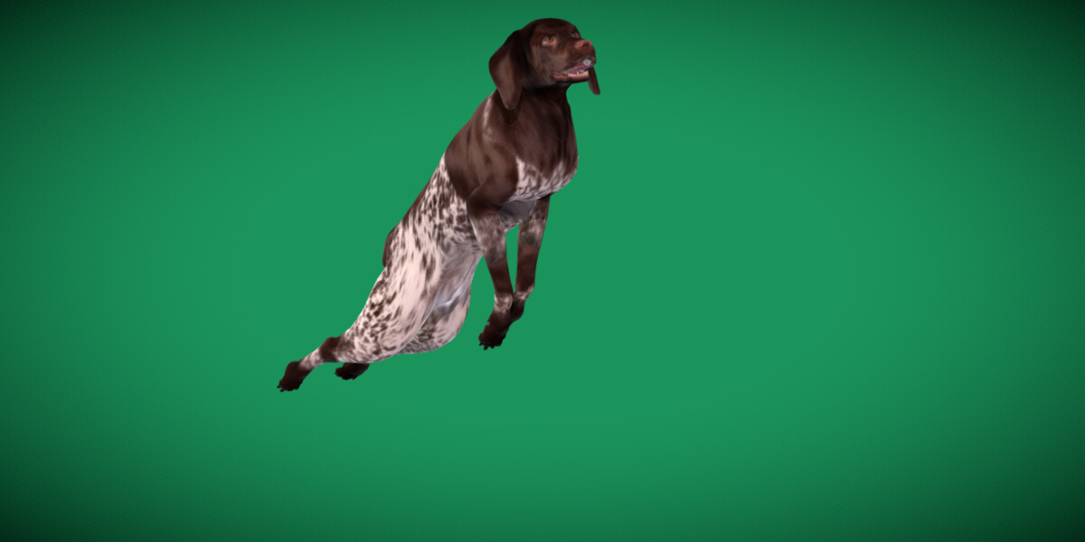 German Shorthaired Pointers Dog - 3D Model by Nyilonelycompany