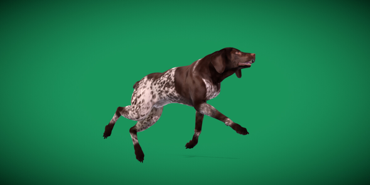 German Shorthaired Pointers Dog - 3D Model by Nyilonelycompany