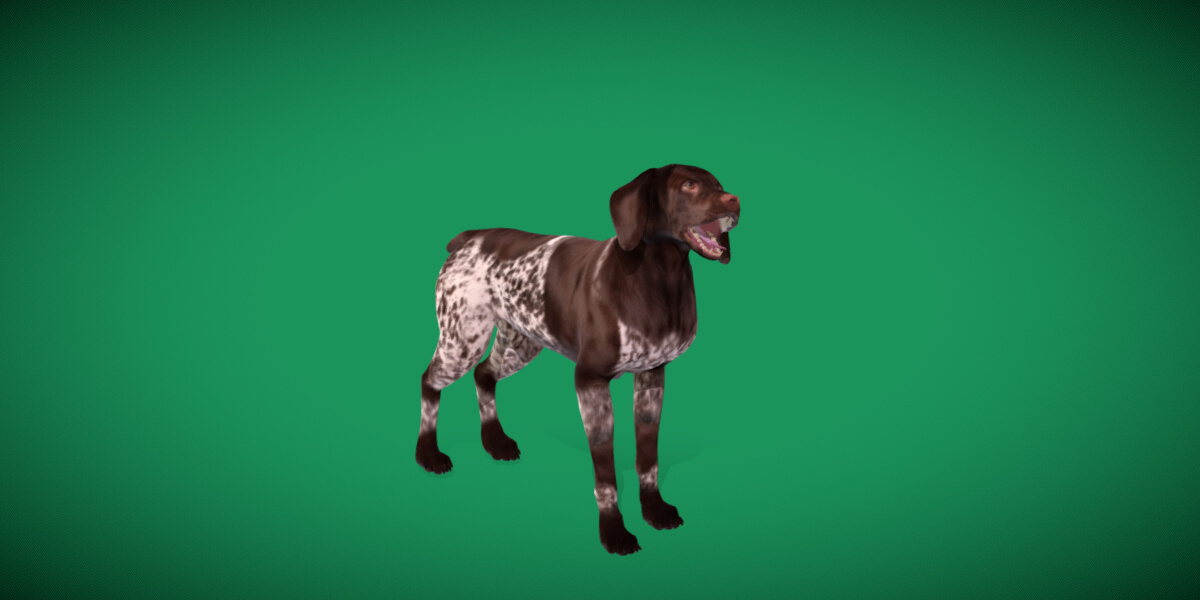German Shorthaired Pointers Dog - 3D Model by Nyilonelycompany