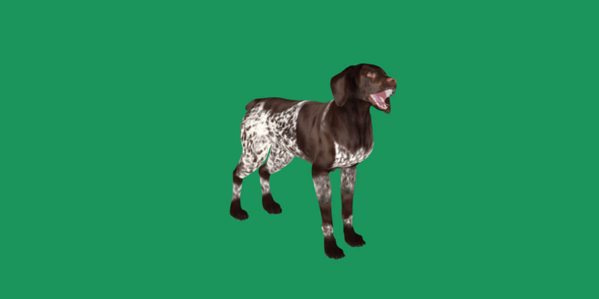 German Shorthaired Pointers Dog - 3D Model by Nyilonelycompany