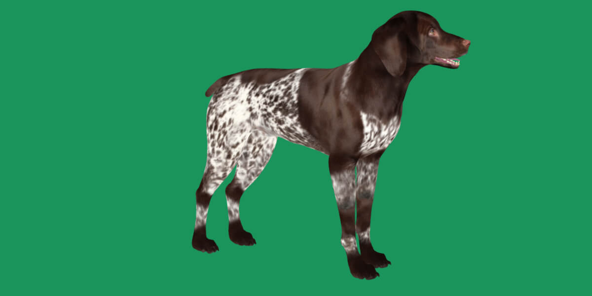 German Shorthaired Pointers Dog - 3D Model by Nyilonelycompany