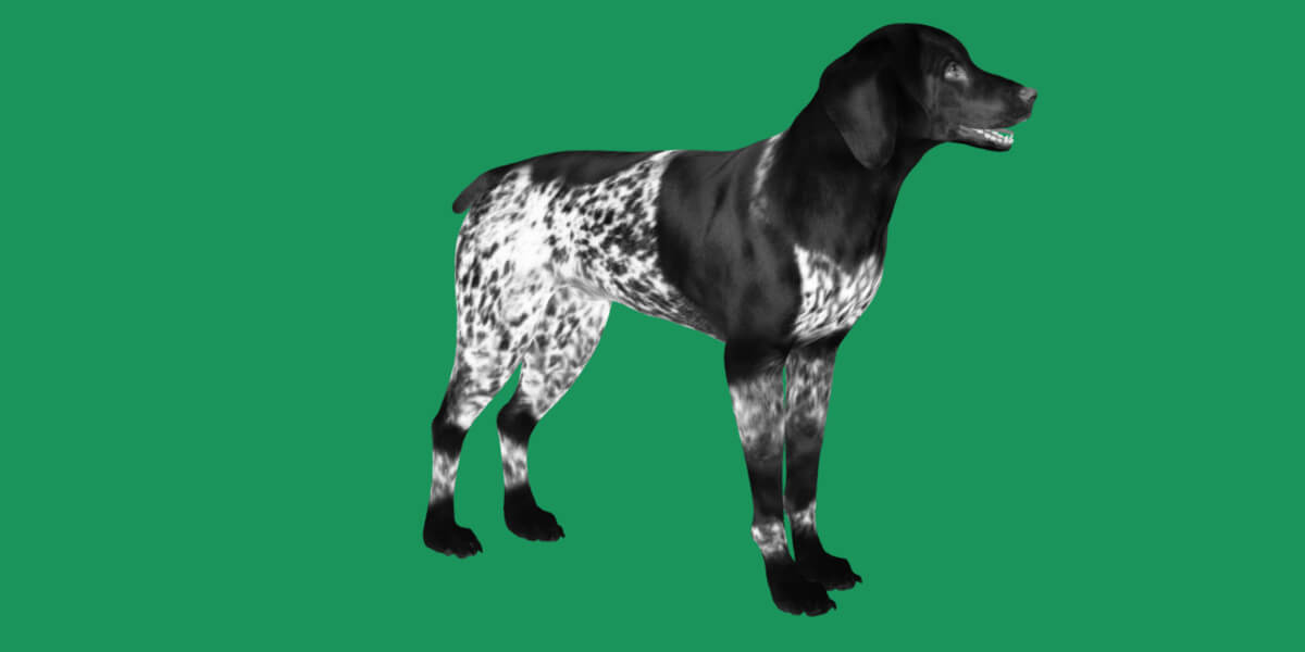 German Shorthaired Pointers Dog - 3D Model by Nyilonelycompany