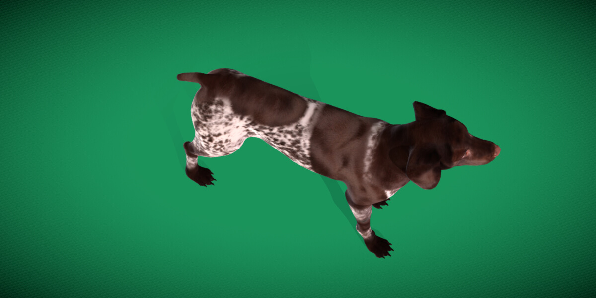 German Shorthaired Pointers Dog - 3D Model by Nyilonelycompany