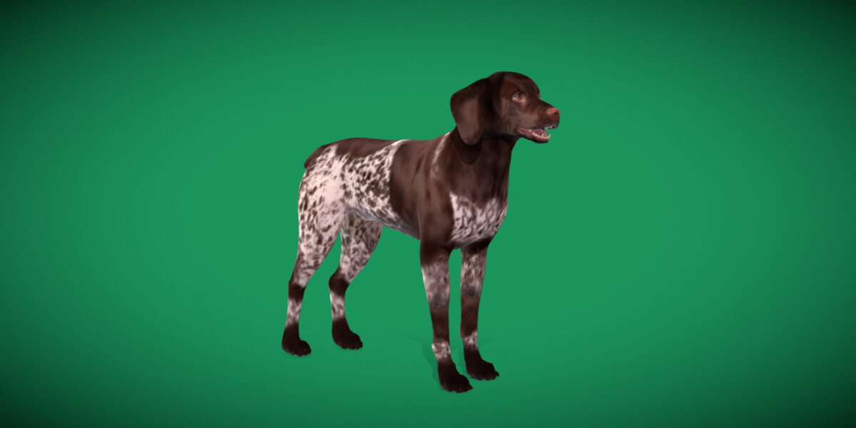 German Shorthaired Pointers Dog - 3D Model by Nyilonelycompany