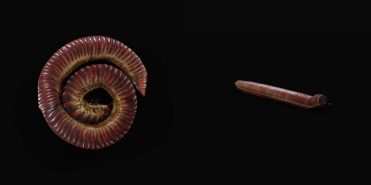 Giant African Millipede - 3D Model by Nyilonelycompany