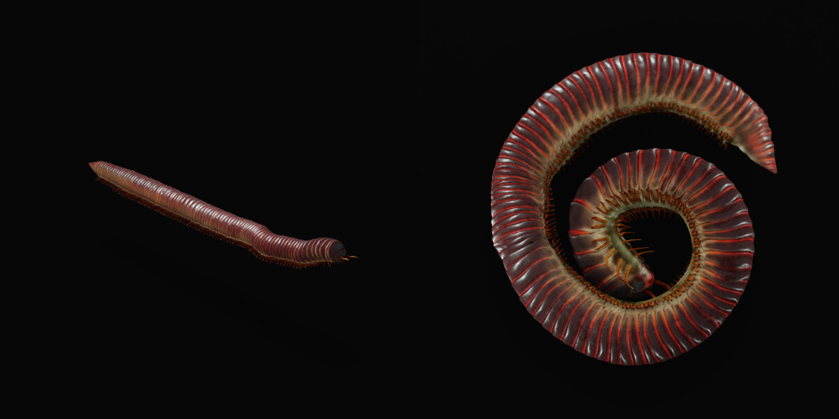 Giant African Millipede - 3D Model by Nyilonelycompany