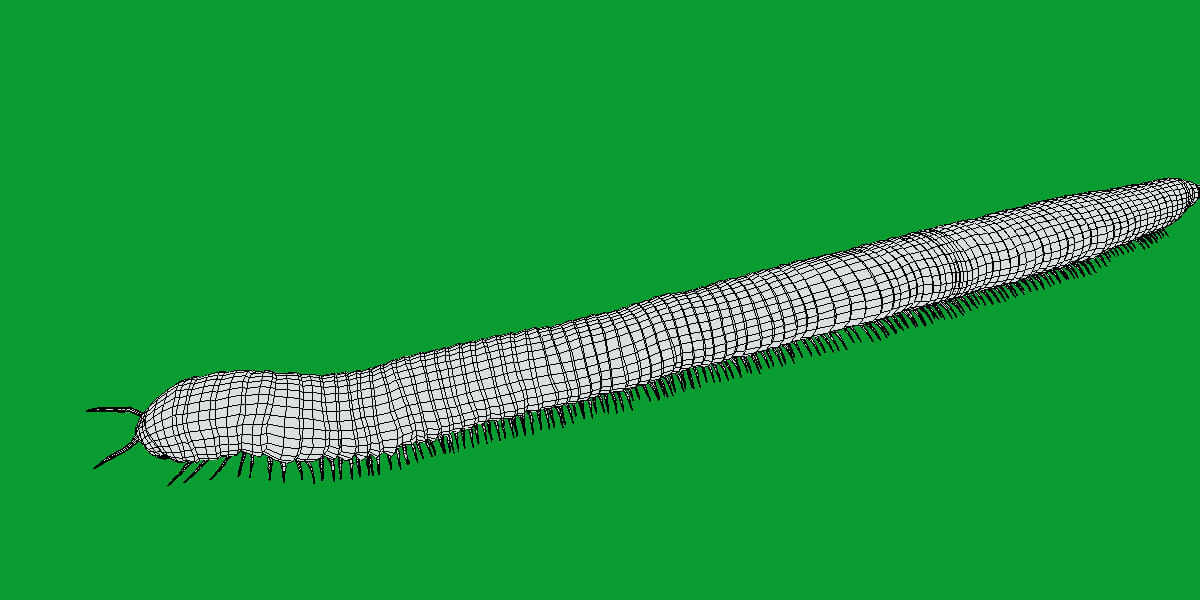 Giant African Millipede - 3D Model by Nyilonelycompany