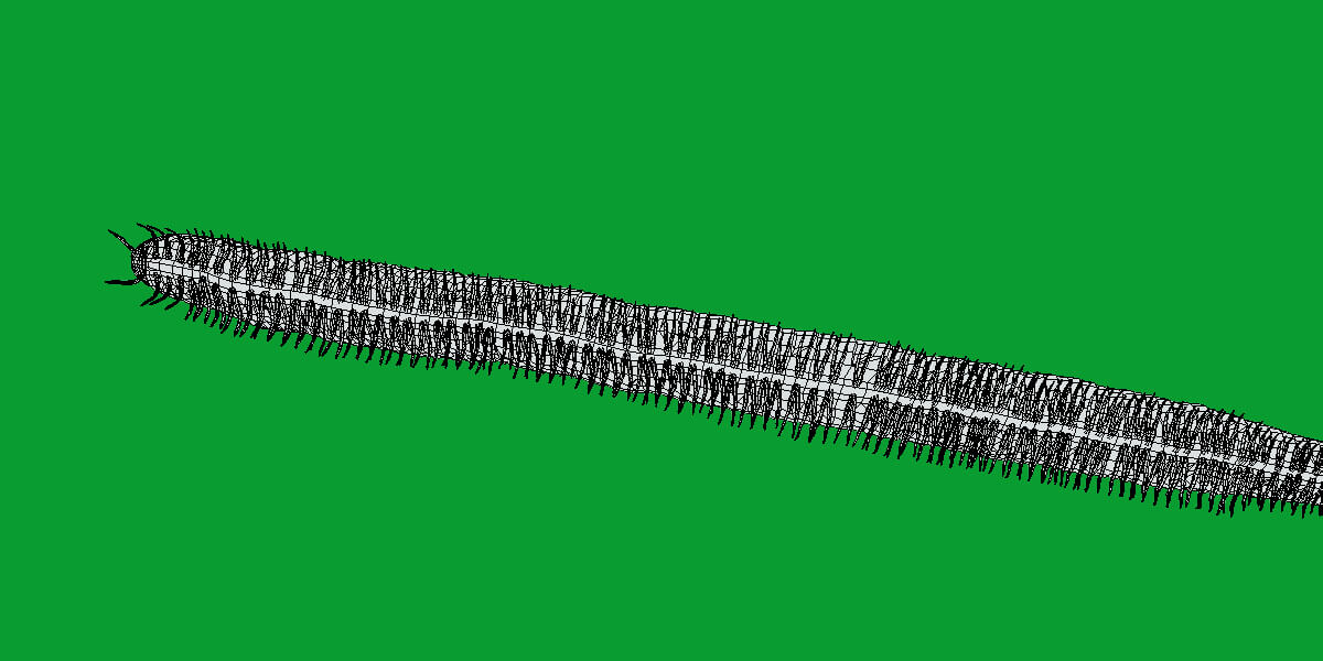 Giant African Millipede - 3D Model by Nyilonelycompany