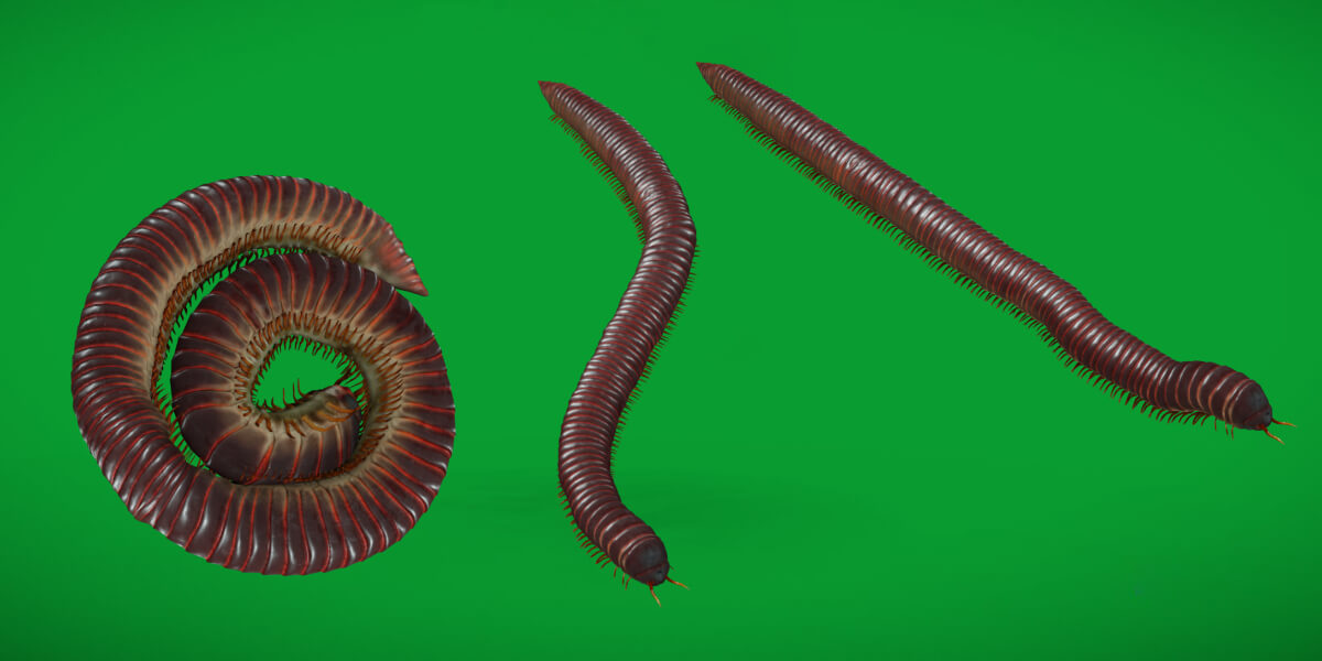 Giant African Millipede - 3D Model by Nyilonelycompany
