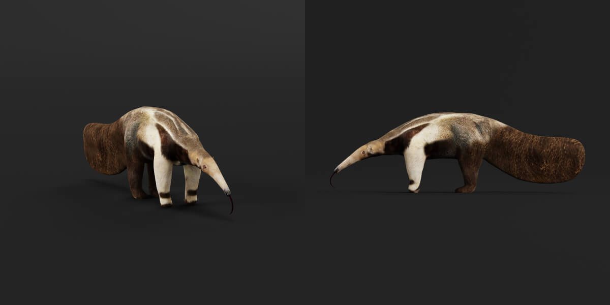 Giant Anteater - 3D Model by Nyilonelycompany