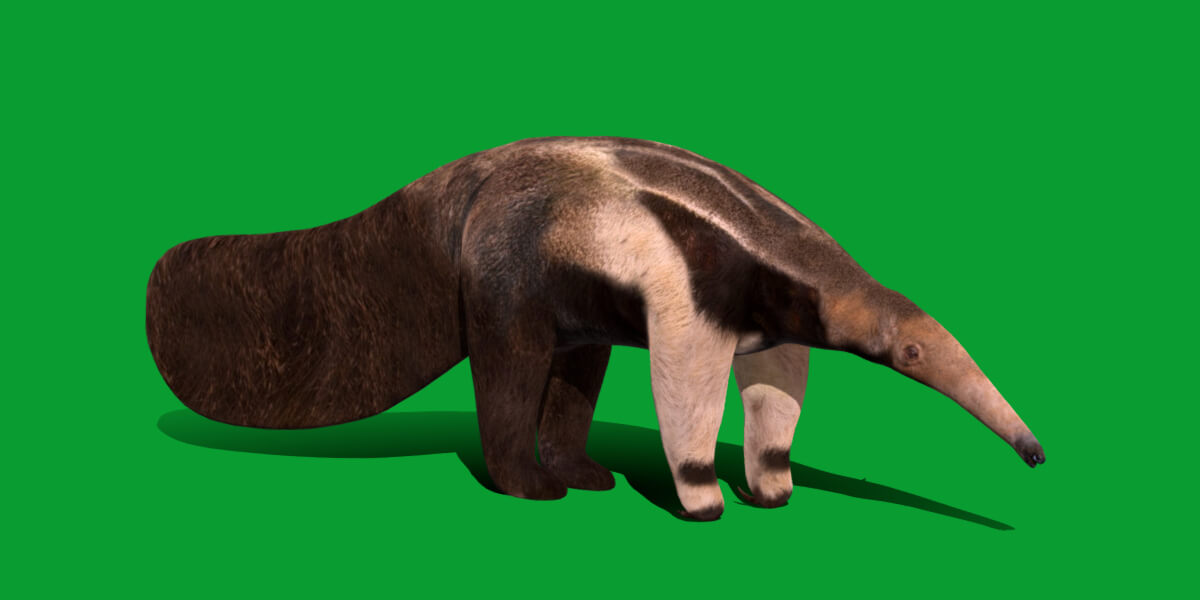 Giant Anteater - 3D Model by Nyilonelycompany