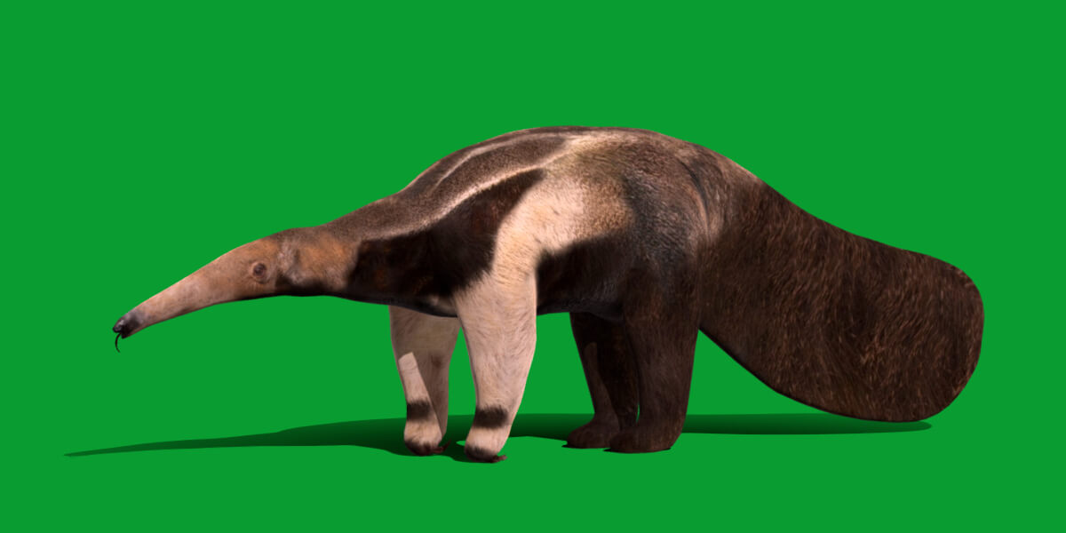 Giant Anteater - 3D Model by Nyilonelycompany