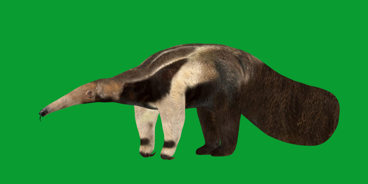 Giant Anteater - 3D Model by Nyilonelycompany