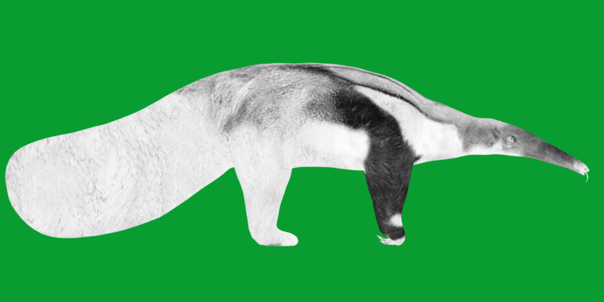 Giant Anteater - 3D Model by Nyilonelycompany