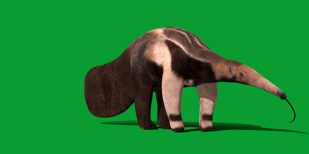 Giant Anteater - 3D Model by Nyilonelycompany