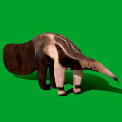Giant Anteater - 3D Model by Nyilonelycompany