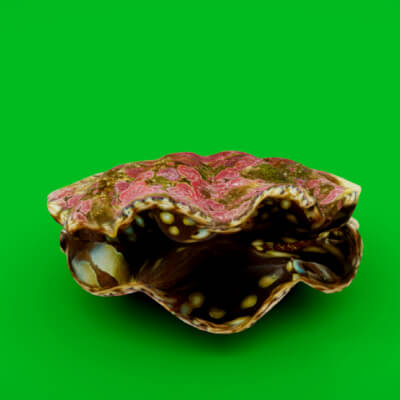 Giant Clam Mollusk - 3D Model by Nyilonelycompany