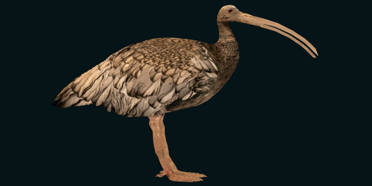 Giant Ibis Bird - 3D Model by Nyilonelycompany
