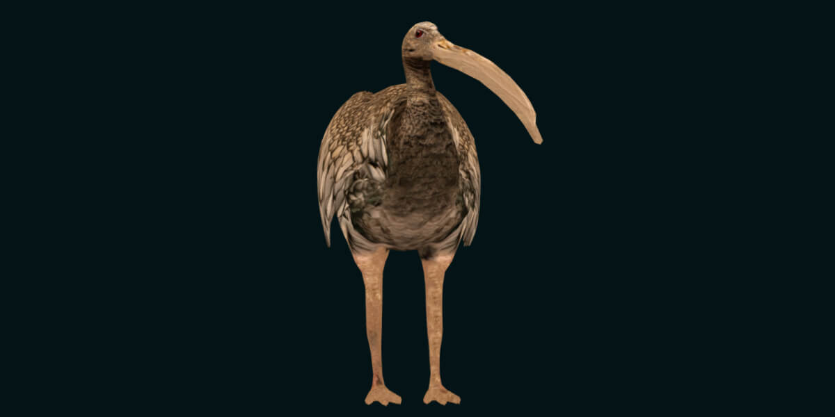 Giant Ibis Bird - 3D Model by Nyilonelycompany