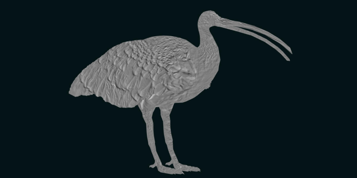 Giant Ibis Bird - 3D Model by Nyilonelycompany