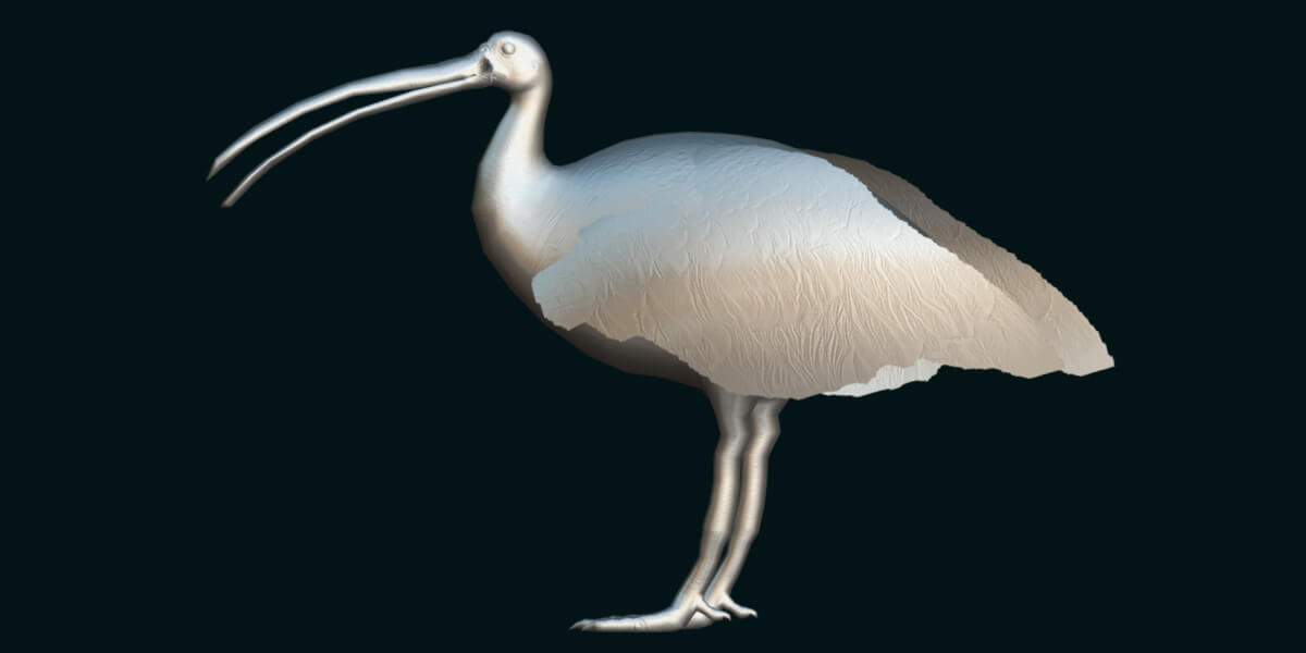 Giant Ibis Bird - 3D Model by Nyilonelycompany