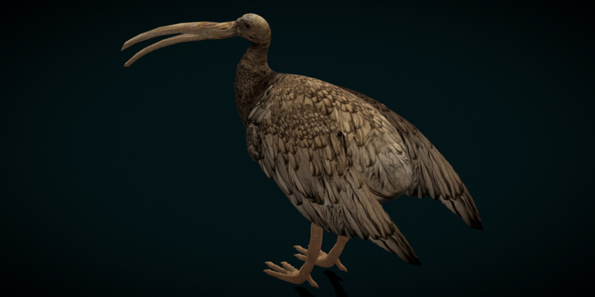 Giant Ibis Bird - 3D Model by Nyilonelycompany