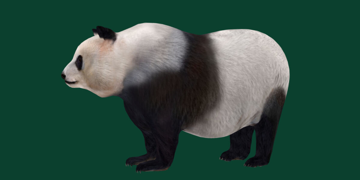 Giant Panda Bear - 3D Model by Nyilonelycompany