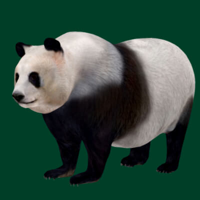 Giant Panda Bear - 3D Model by Nyilonelycompany