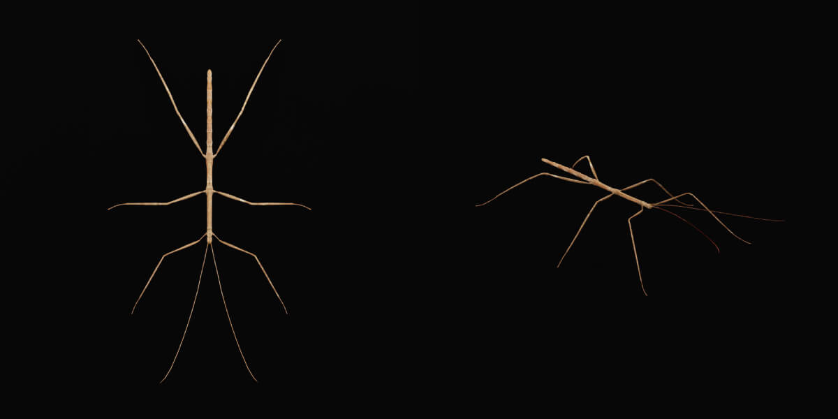 Giant Stick Insect - 3D Model by Nyilonelycompany