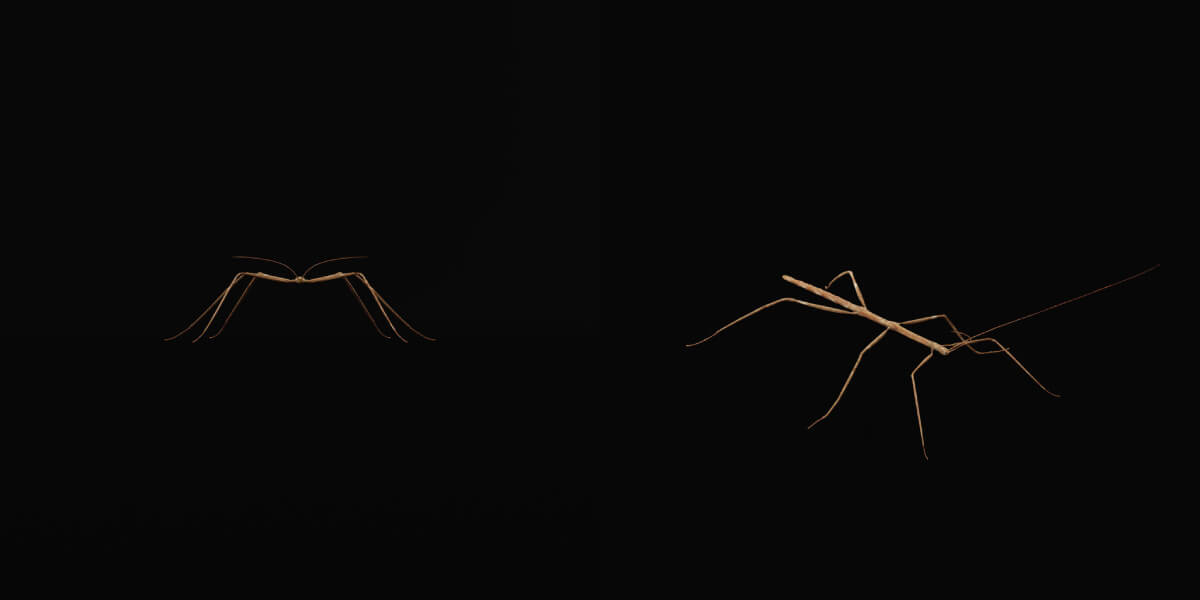 Giant Stick Insect - 3D Model by Nyilonelycompany