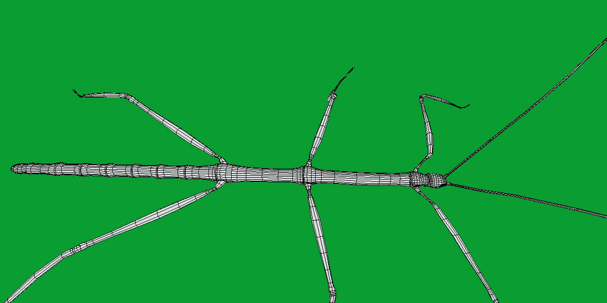 Giant Stick Insect - 3D Model by Nyilonelycompany